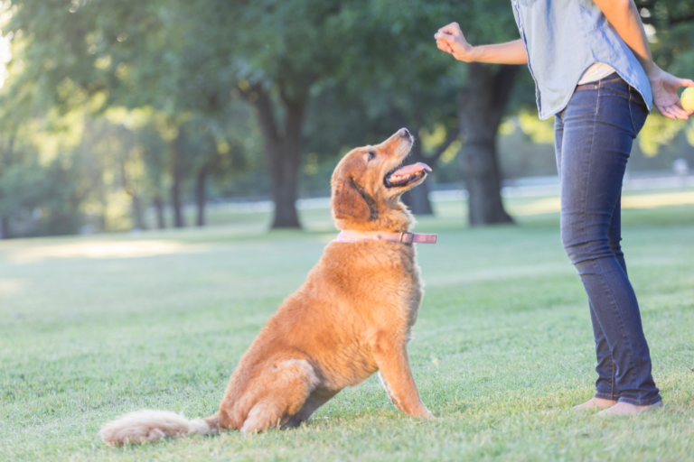 11 Types of Dog Training (Learn them all!) | CRT K9