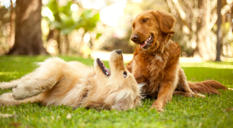 How to Become a Dog Behaviorist (From an Expert) - CRT K9